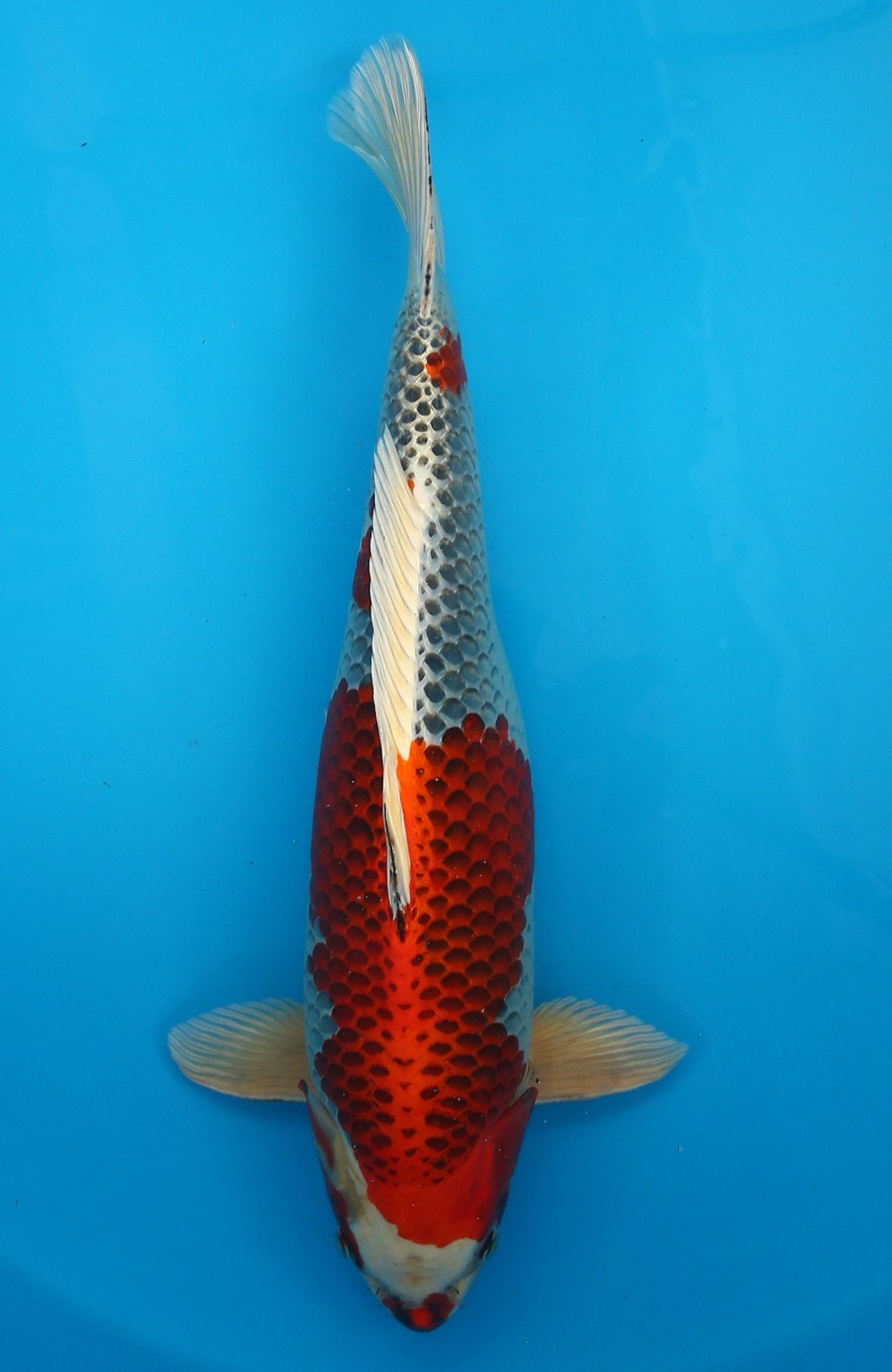 Kujaku – Nippon Koi Meiningen