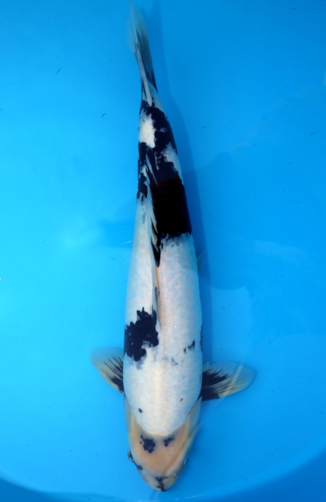 Shiro Utsuri – Nippon Koi Meiningen