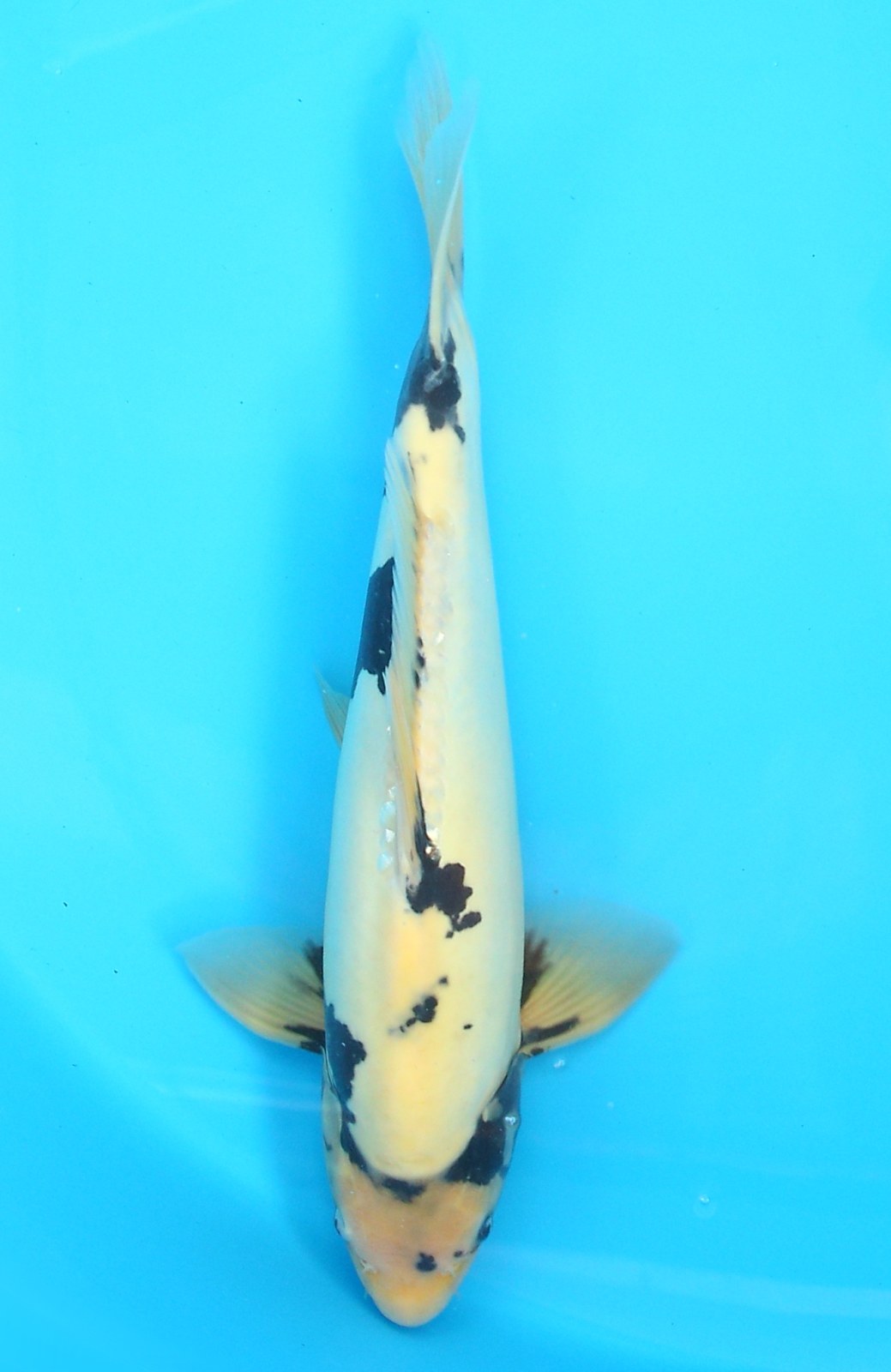 Doitsu Hi Utsuri – Nippon Koi Meiningen