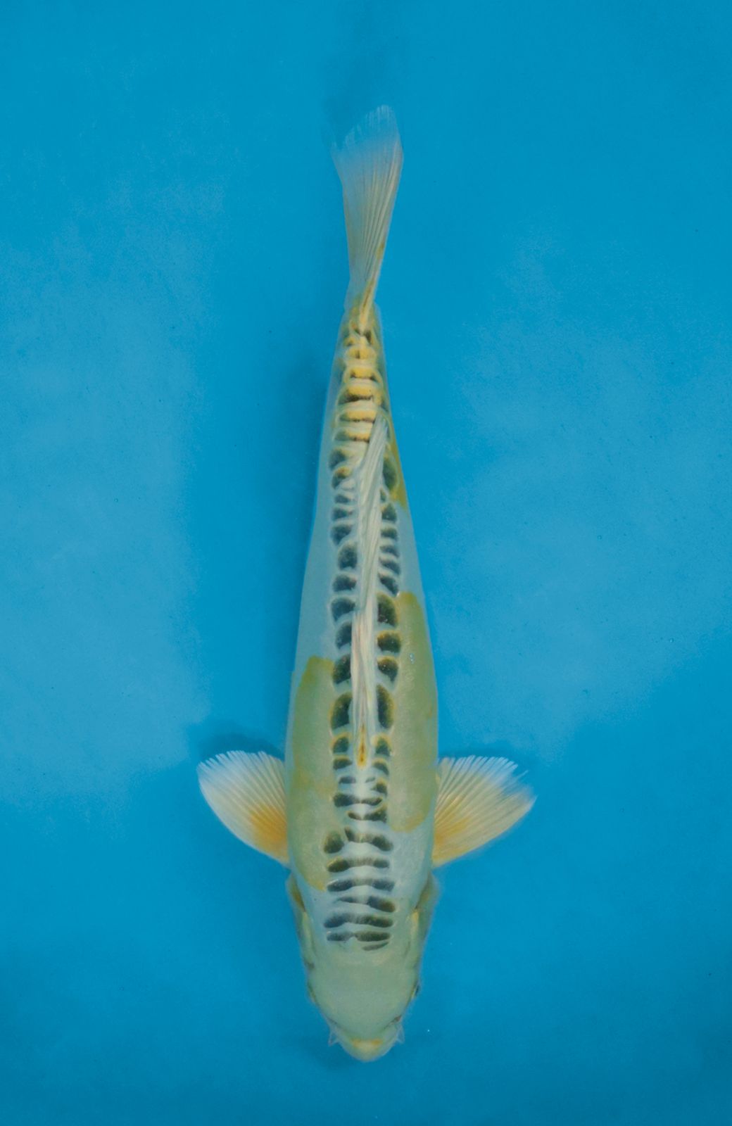 Doitsu Ki Kujaku – Nippon Koi Meiningen